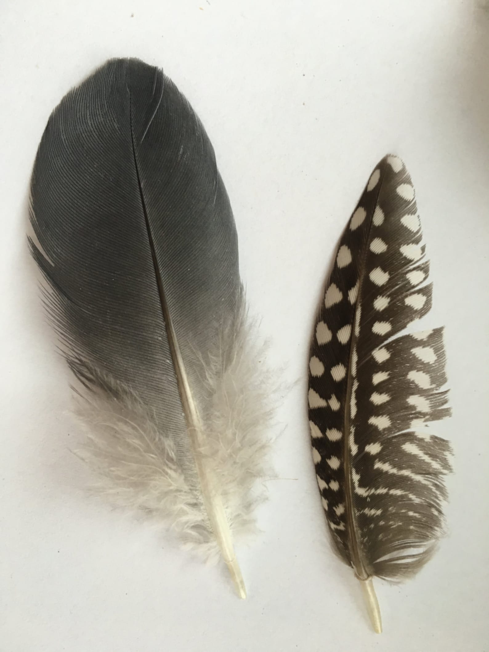 Guinea Feathers 80 NATURAL Guinea Fowl FEATHERS Mix Polka Dot - Etsy