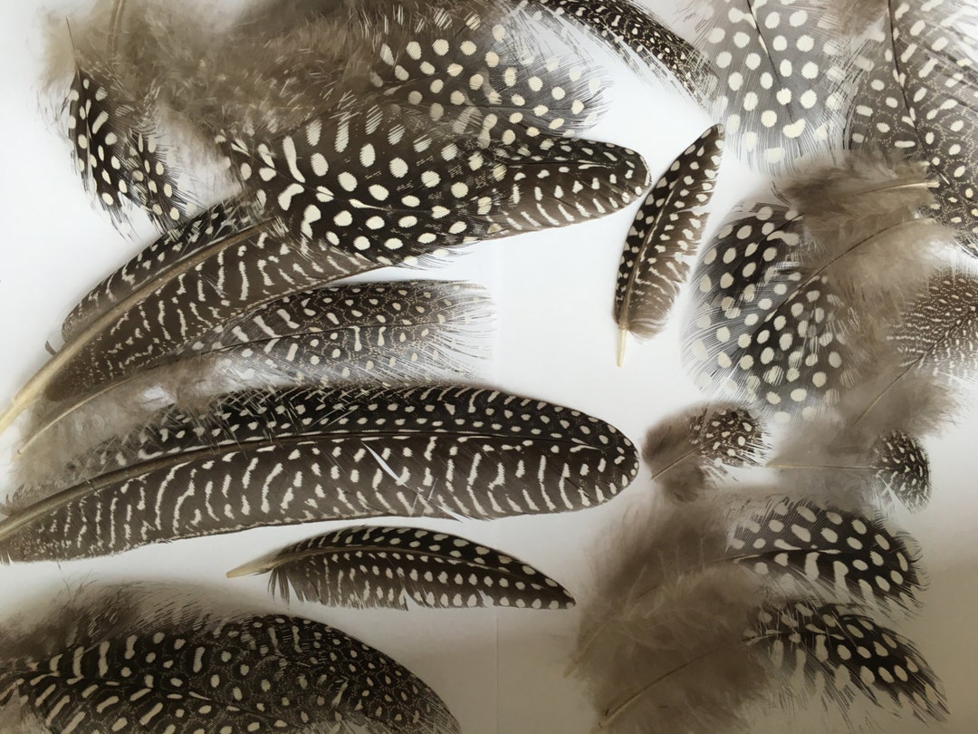 25 Pcs Guinea Fowl MIX FEATHERS Natural Feathers Smudge - Etsy