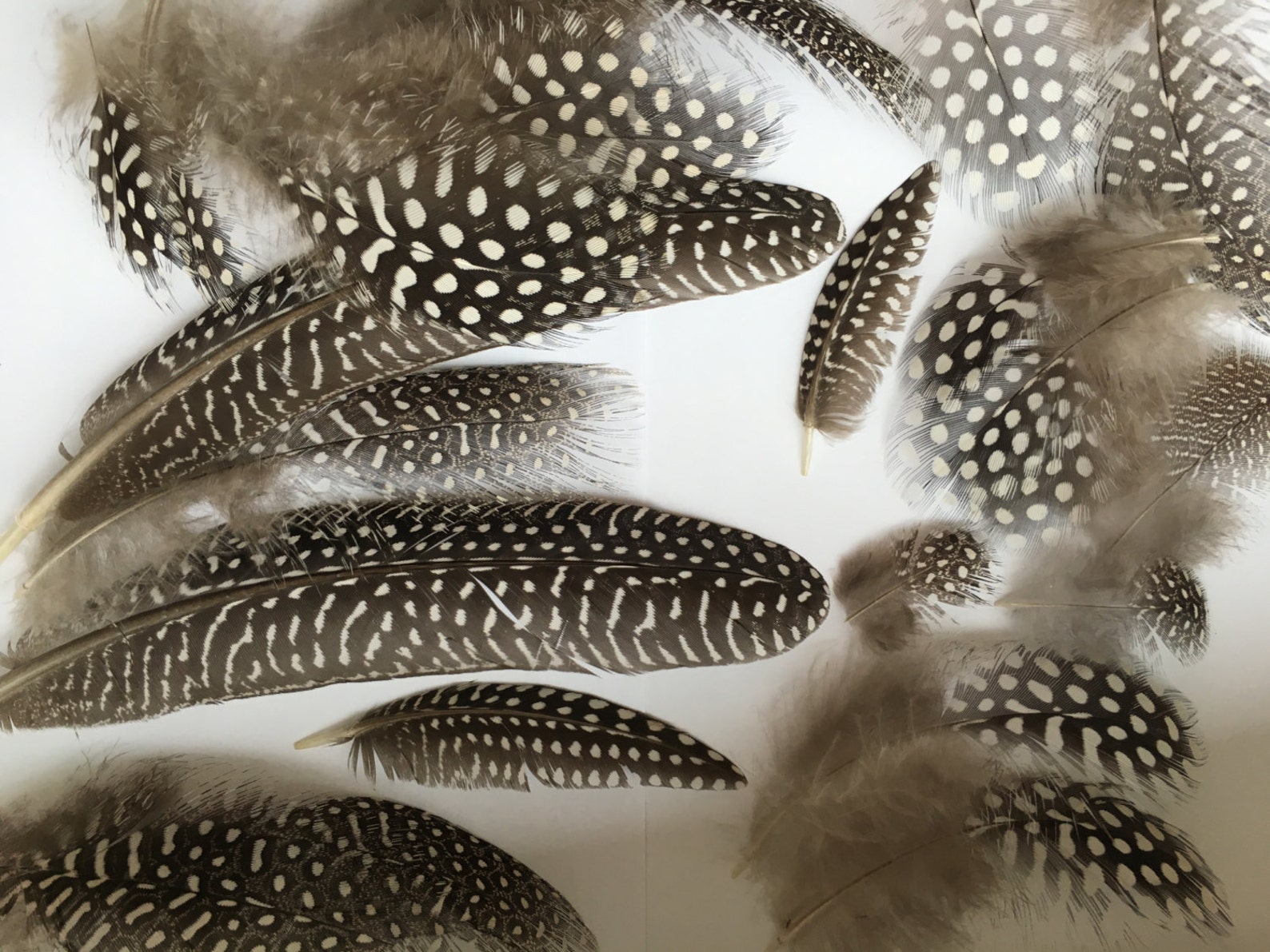 Guinea Feathers 35 NATURAL Guinea Fowl FEATHERS Wing Tail and Small ...