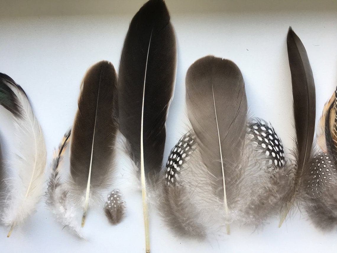 80 pcs Assorted Feathers Natural Feathers Real Bird Feathers | Etsy