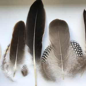 80 Pcs Assorted Feathers Natural Feathers Real Bird Feathers Feathers ...