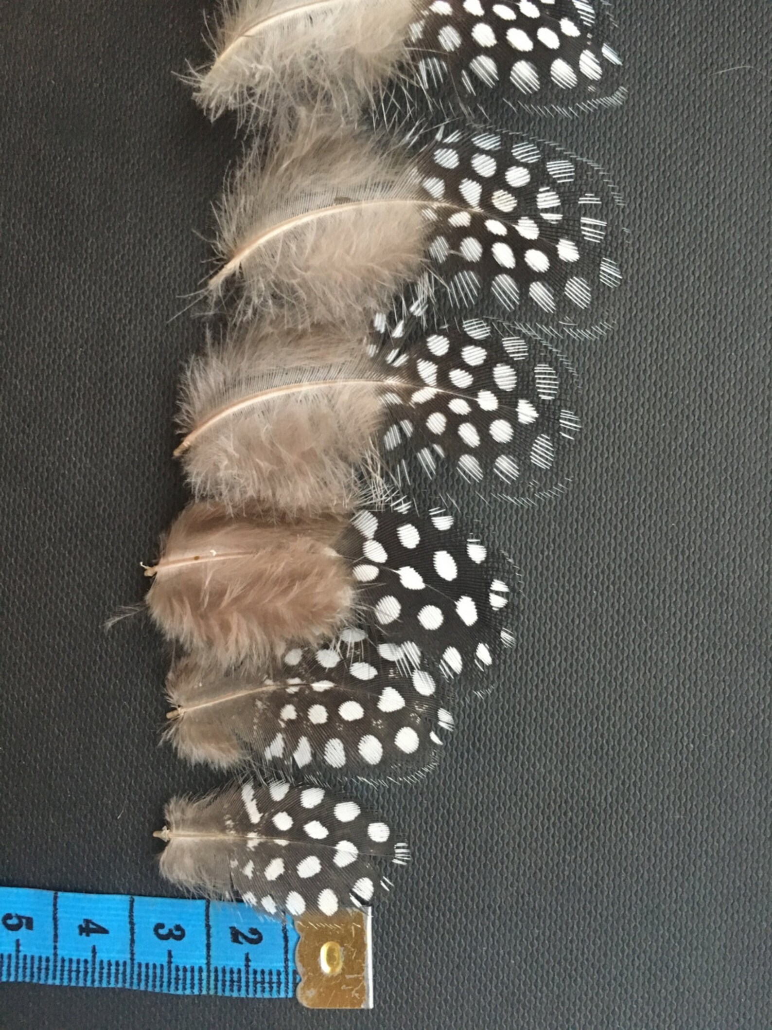 Guinea Feathers 40 Small Guinea Fowl FEATHERS Mix Polka Dot Feathers ...