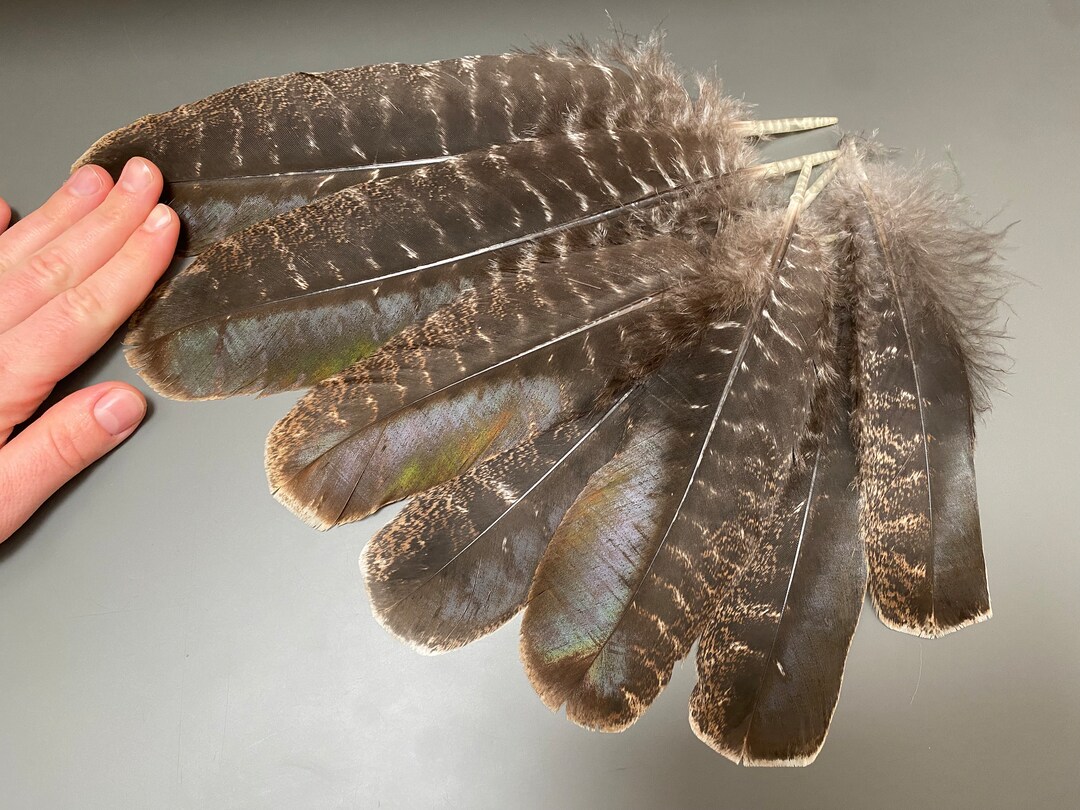 7 Pcs Bronze Turkey Feathers Natural Feathers Long Feathers Amazing ...