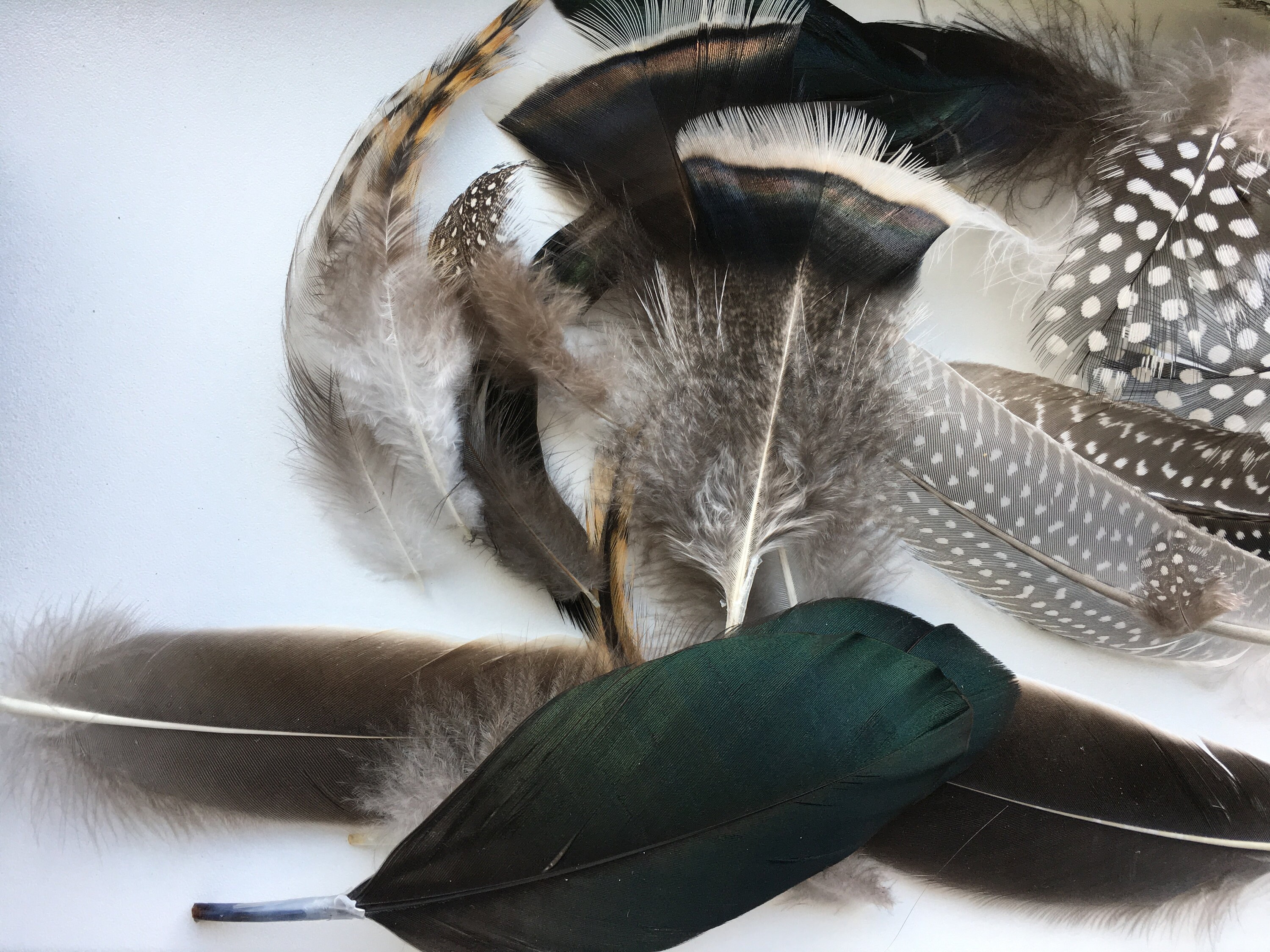 80 Pcs Assorted Feathers Natural Feathers Real Bird Feathers Feathers ...