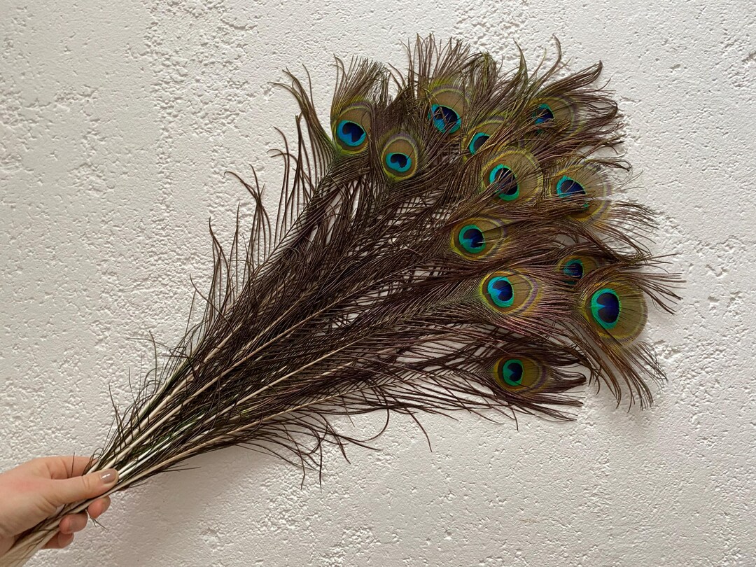 12 Pcs Peacock Tail Feathers Natural Feathers Very Long Feathers Smudge ...