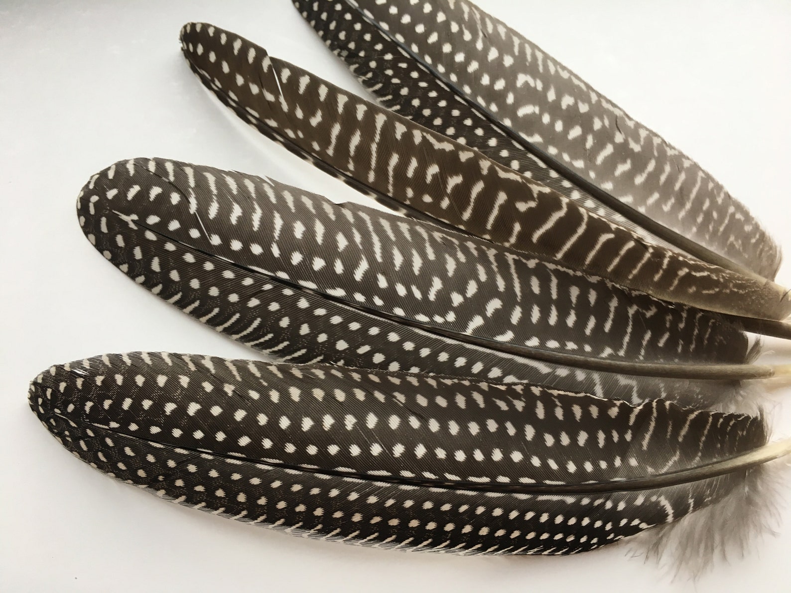 Guinea Feathers Long 10 Pcs Guinea Fowl Quill Feathers Polkadot ...