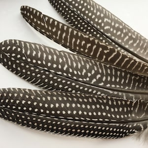 15 Pcs Guinea Fowl Wing Feathers Polkadot Feathers Natural Feathers ...