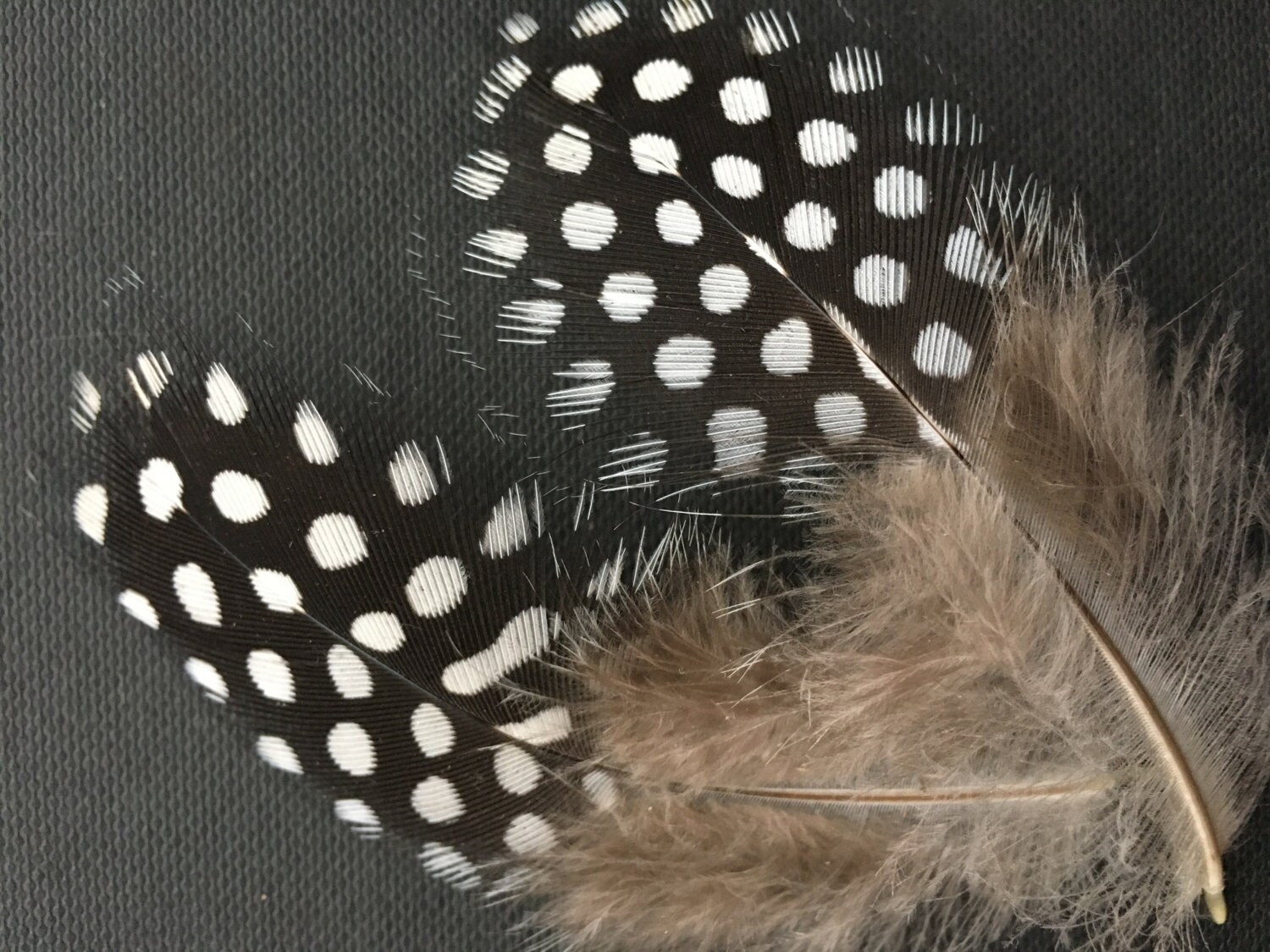 60 Medium NATURAL Guinea Fowl FEATHERS Mix Polka Dot Feathers Loose ...