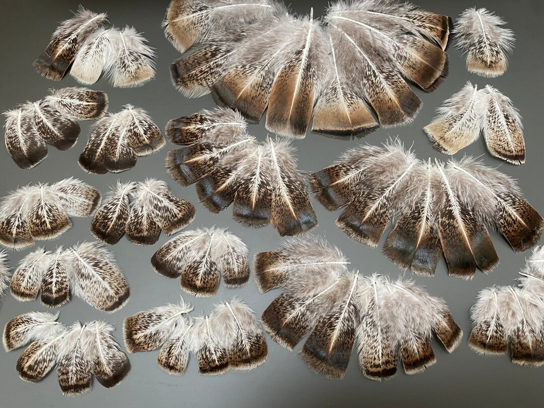 60 Pcs Turkey Feathers Assorted Feathers Jewelry Feathers Earring ...
