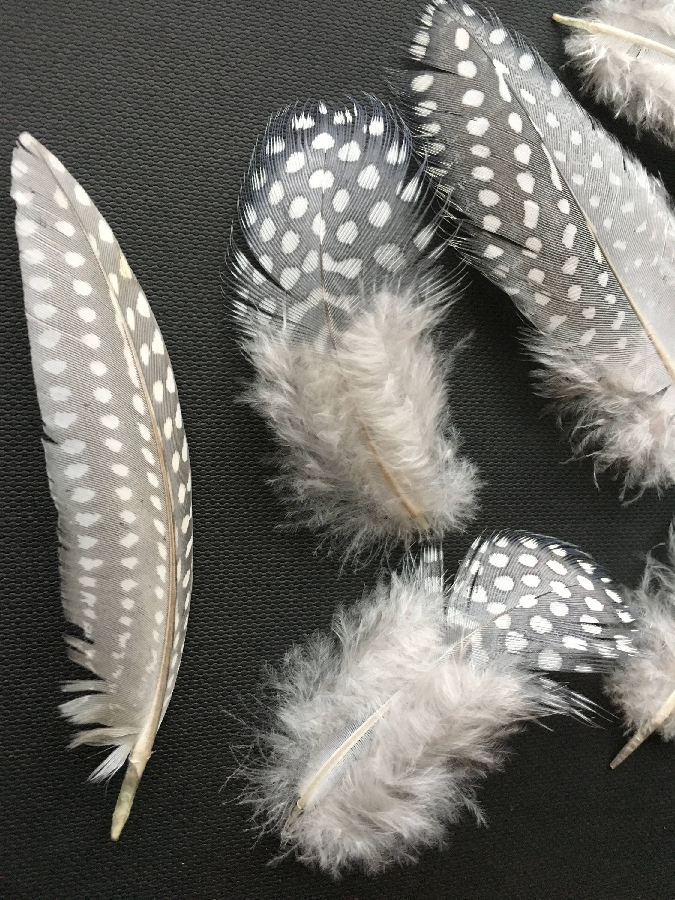 25 Pcs Guinea Fowl Feathers Natural Feathers Light Guinea Fowl | Etsy