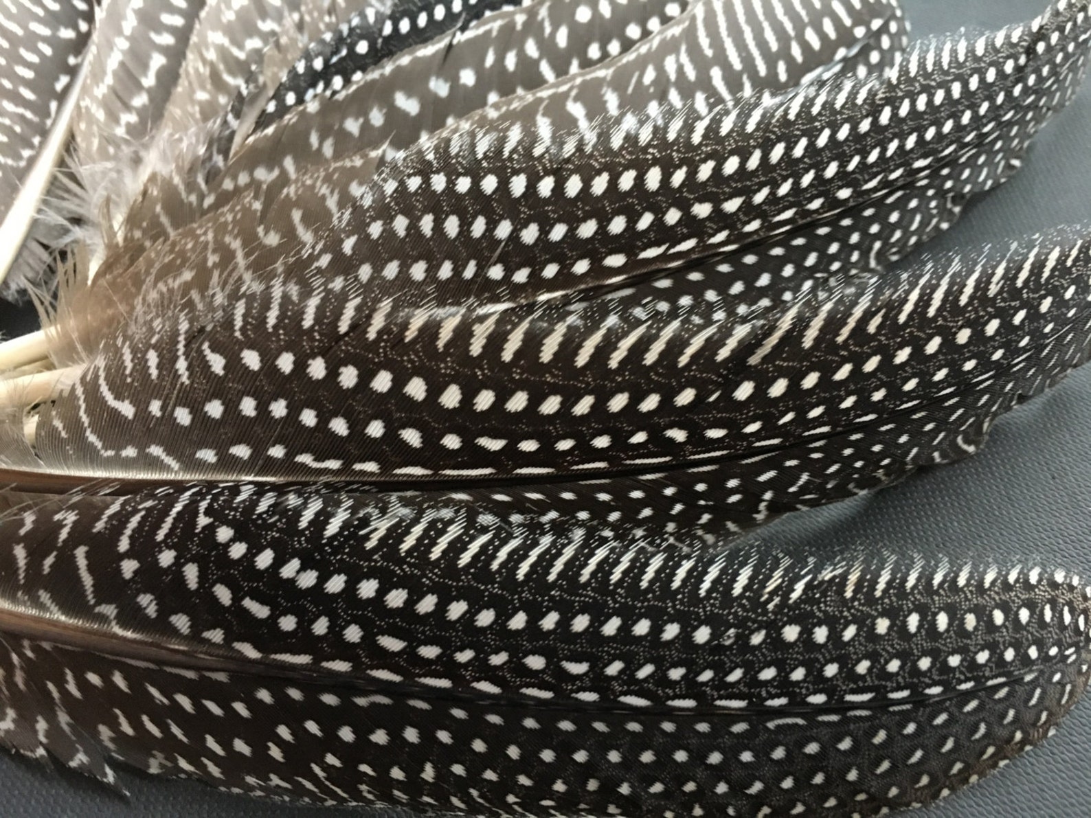15 Pcs Guinea Fowl Wing Feathers Polkadot Feathers Natural - Etsy