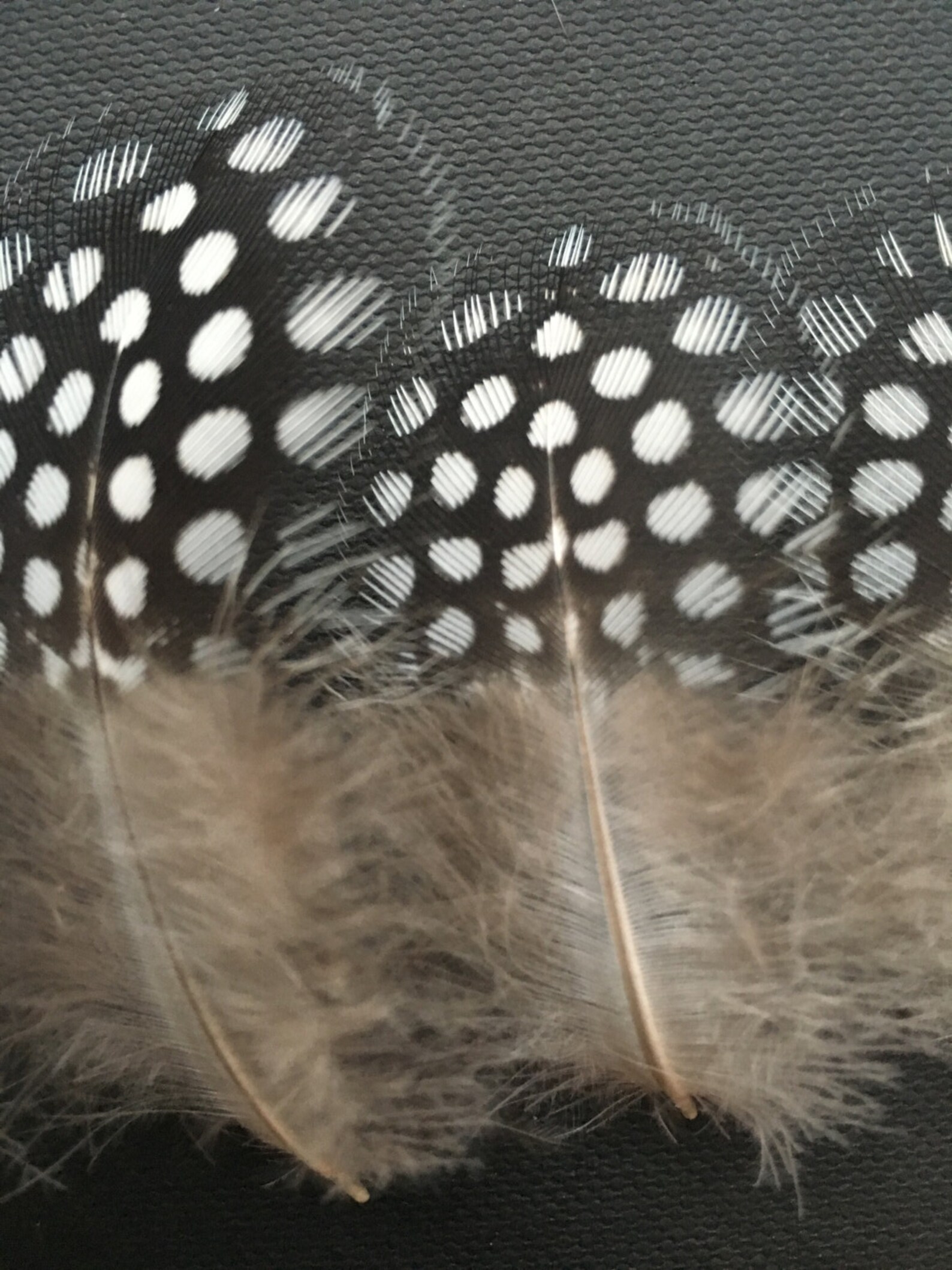 Guinea Feathers 40 Small Guinea Fowl FEATHERS Mix Polka Dot Feathers ...