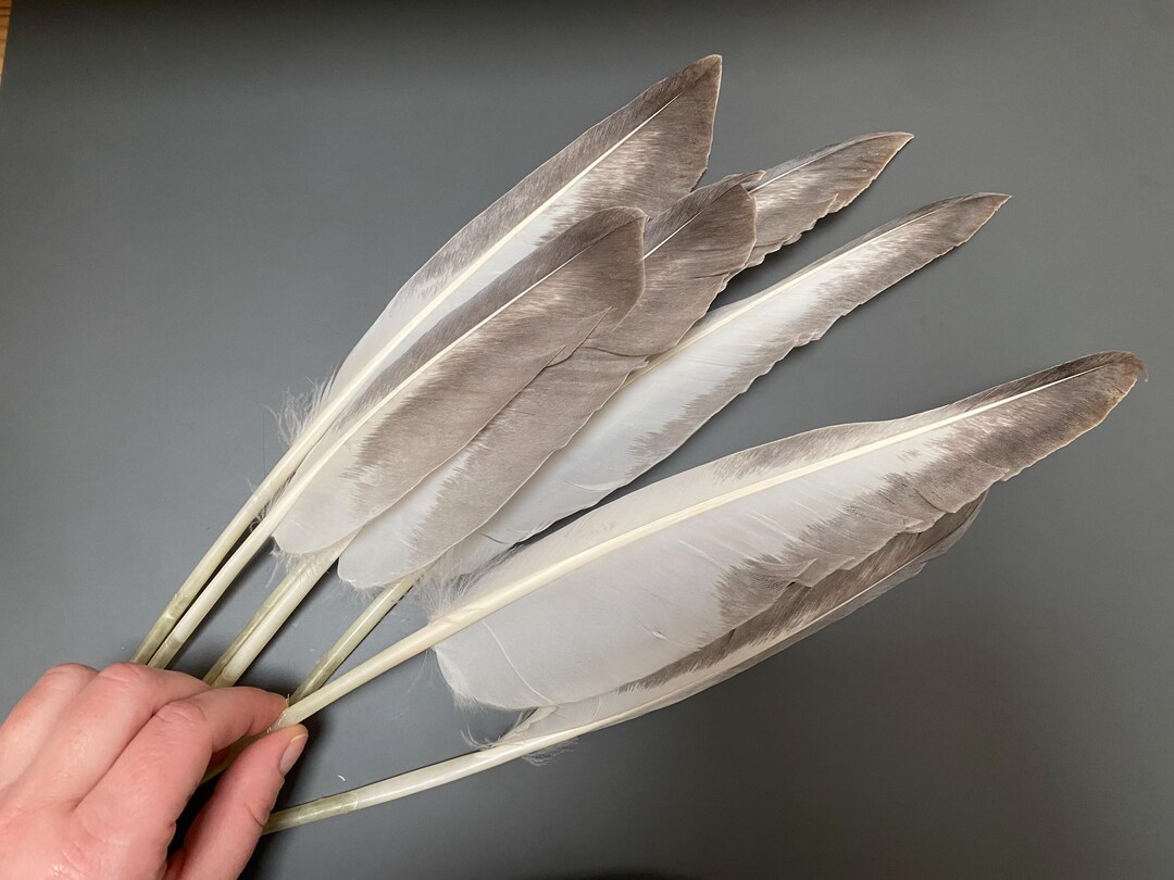 7 Pcs Extra Long Goose Wing Feathers Striped Feathers Gray Feathers Pen ...