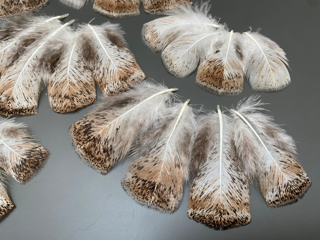 30 Pcs Turkey Feathers Spotted Feathers Beige Feathers Rare Feathers ...