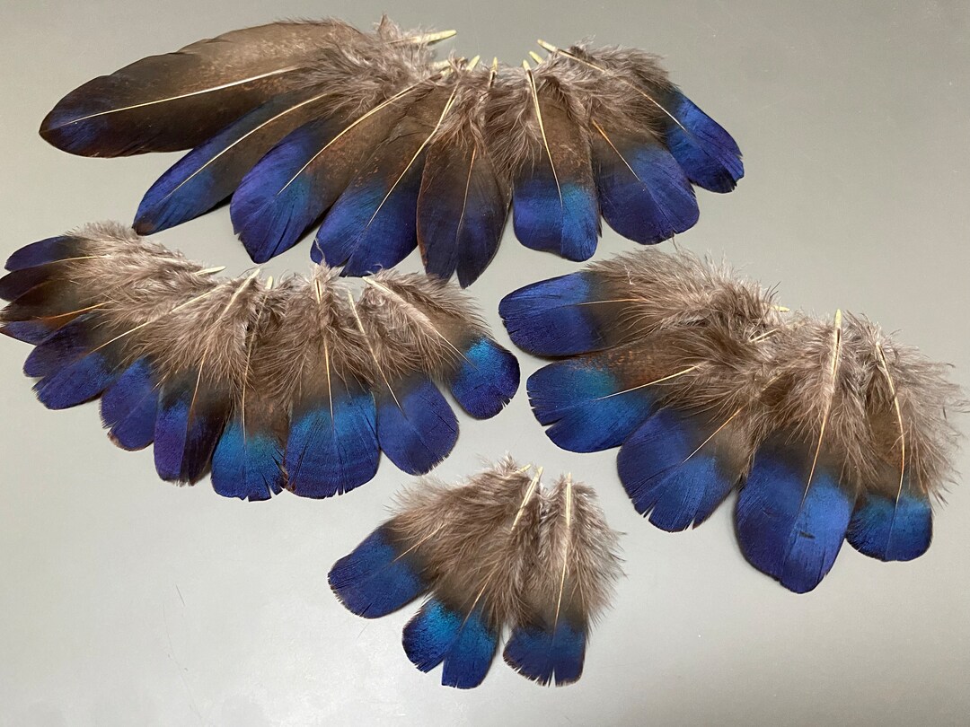 24 Pcs Blue Pheasant Feathers Amazing Feathers Natural Feathers Jewelry ...