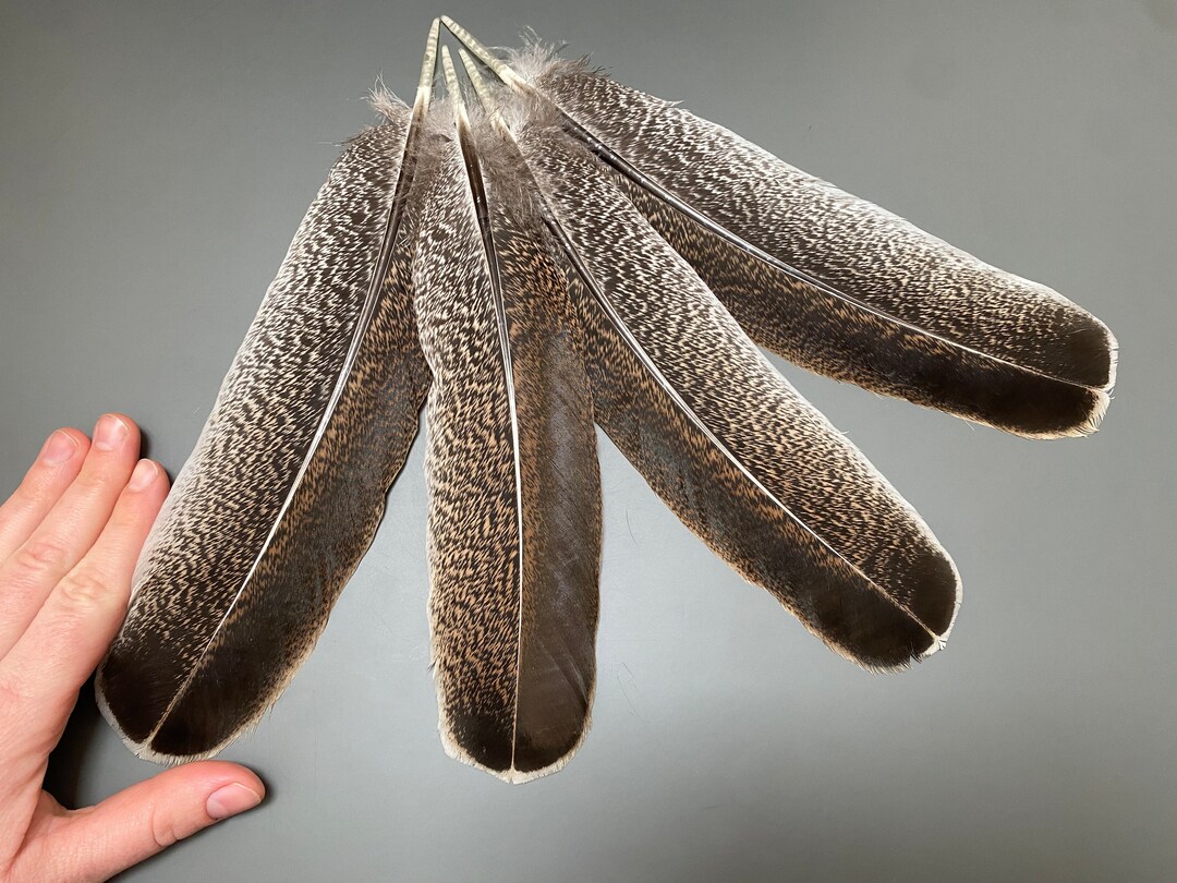4 Pcs Turkey Wing Feathers Spotted Feathers Long Feathers Smudge ...