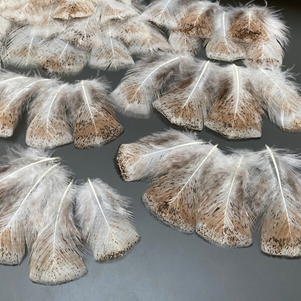 Wild Turkey Feathers - Etsy