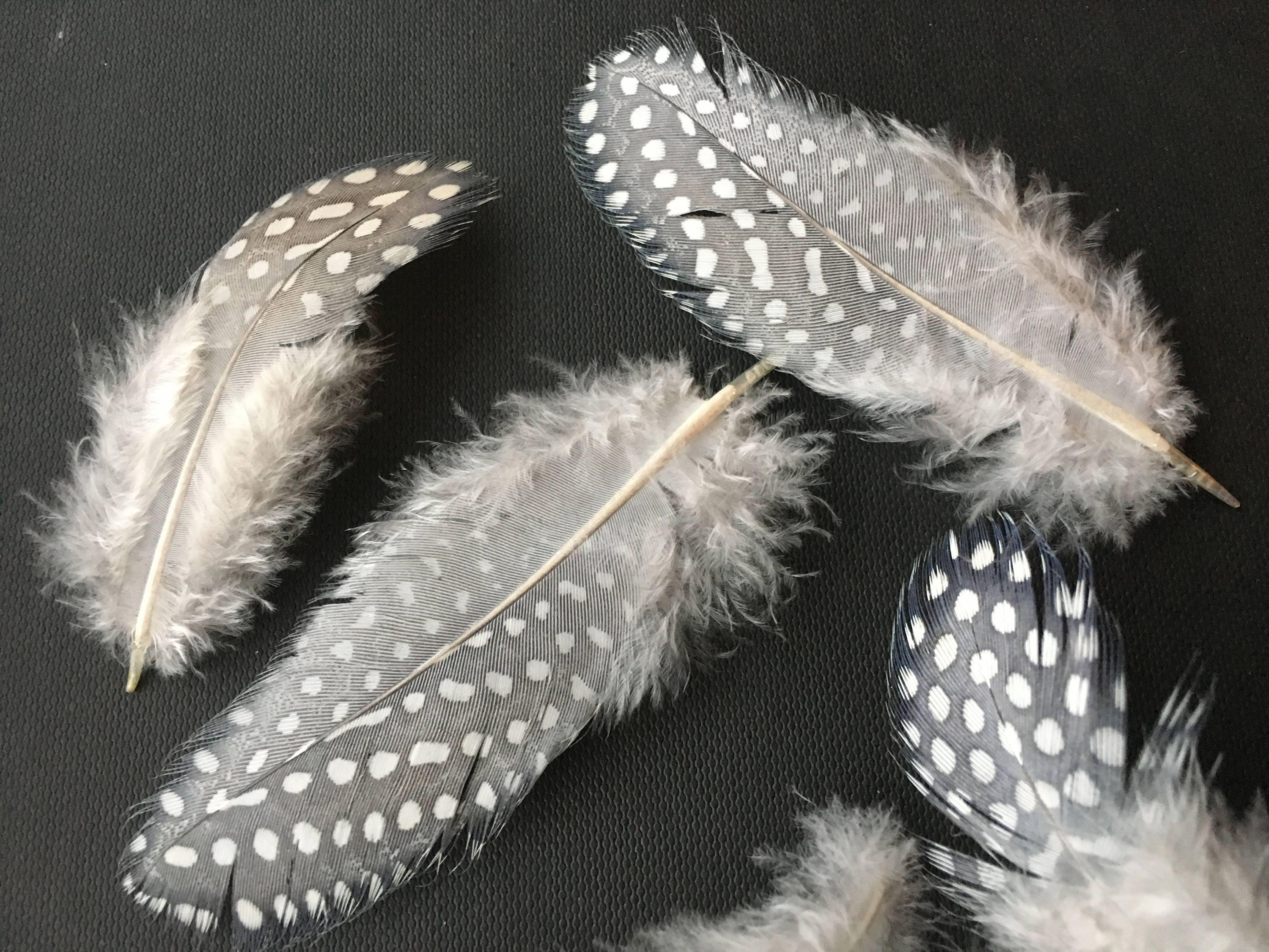 25 Pcs Guinea Fowl Feathers Natural Feathers Light Guinea Fowl Real ...