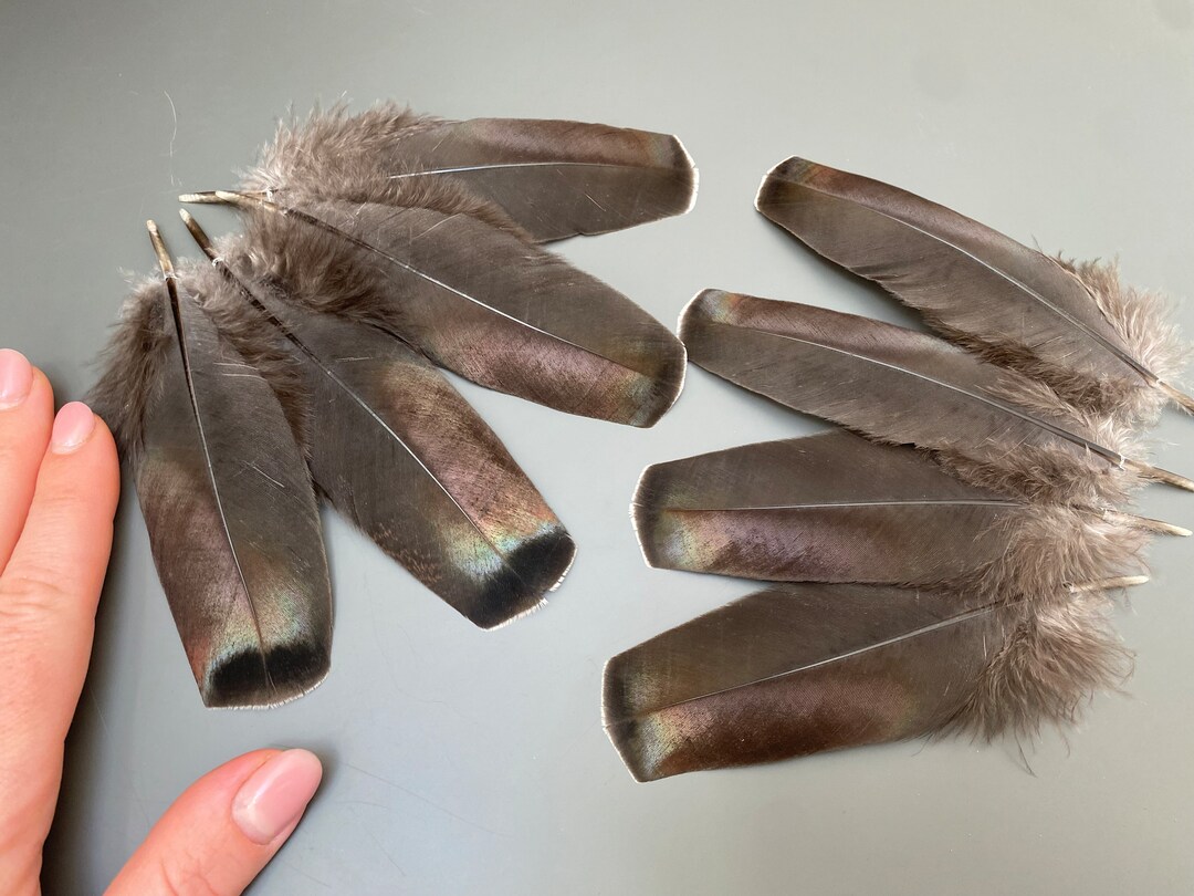 8 Pcs Green Feathers Natural Feathers Green Feathers Black - Etsy