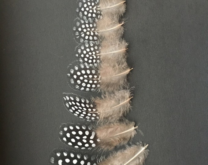 Guinea Feathers 40 Small Guinea Fowl FEATHERS Mix Polka Dot Feathers ...