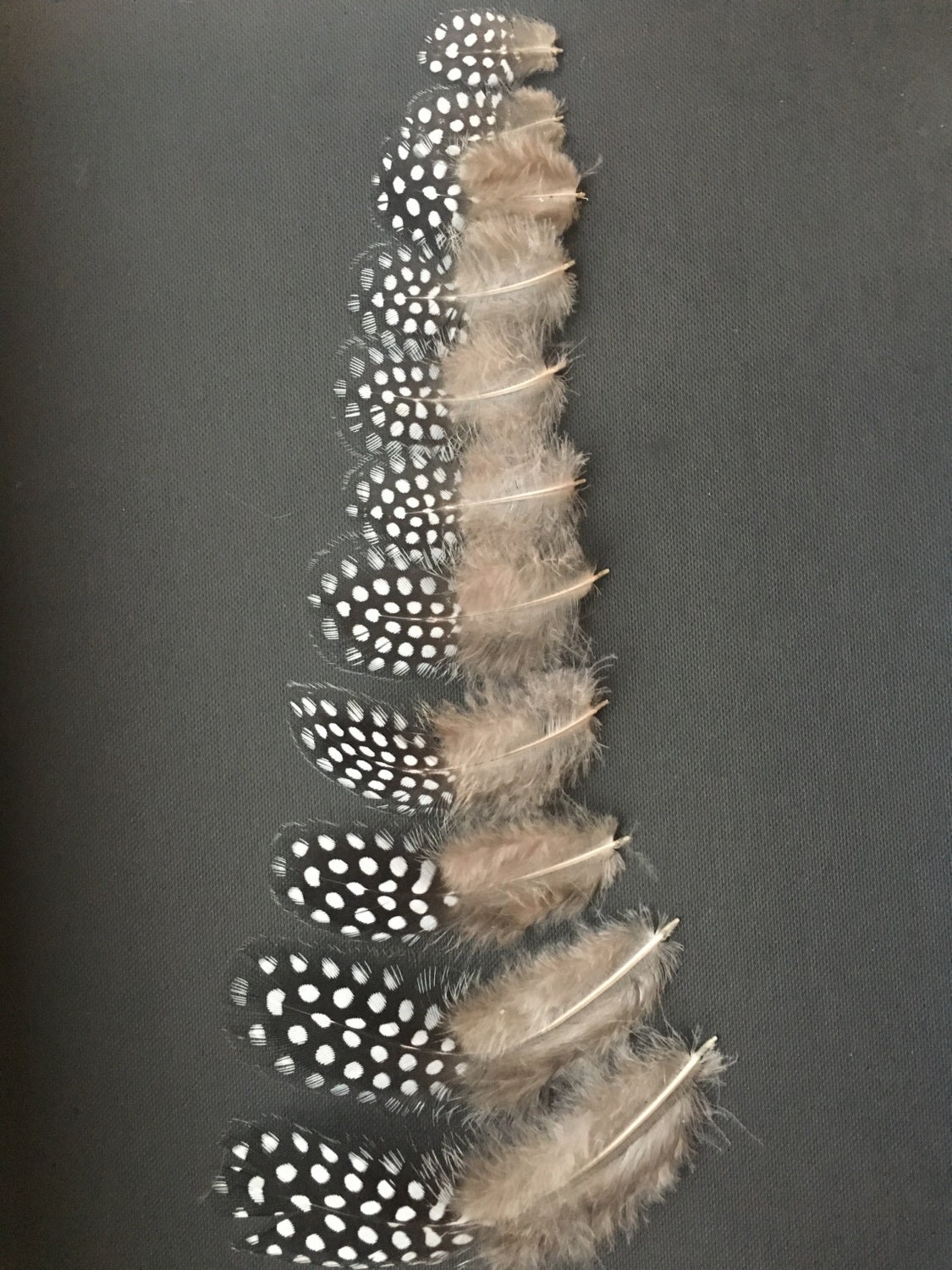 Guinea Feathers 40 Small Guinea Fowl FEATHERS Mix Polka Dot Feathers ...