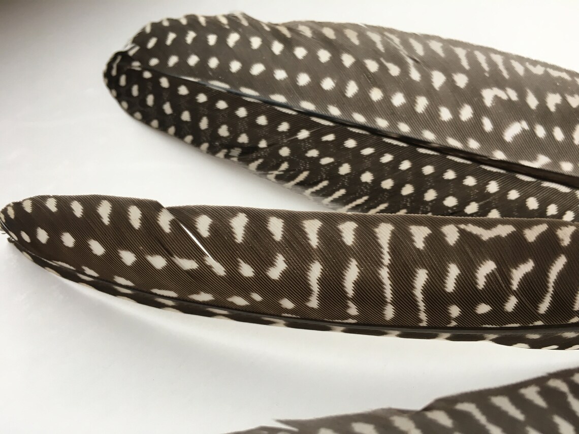 Guinea Feathers Long 10 Pcs Guinea Fowl Quill Feathers Polkadot ...