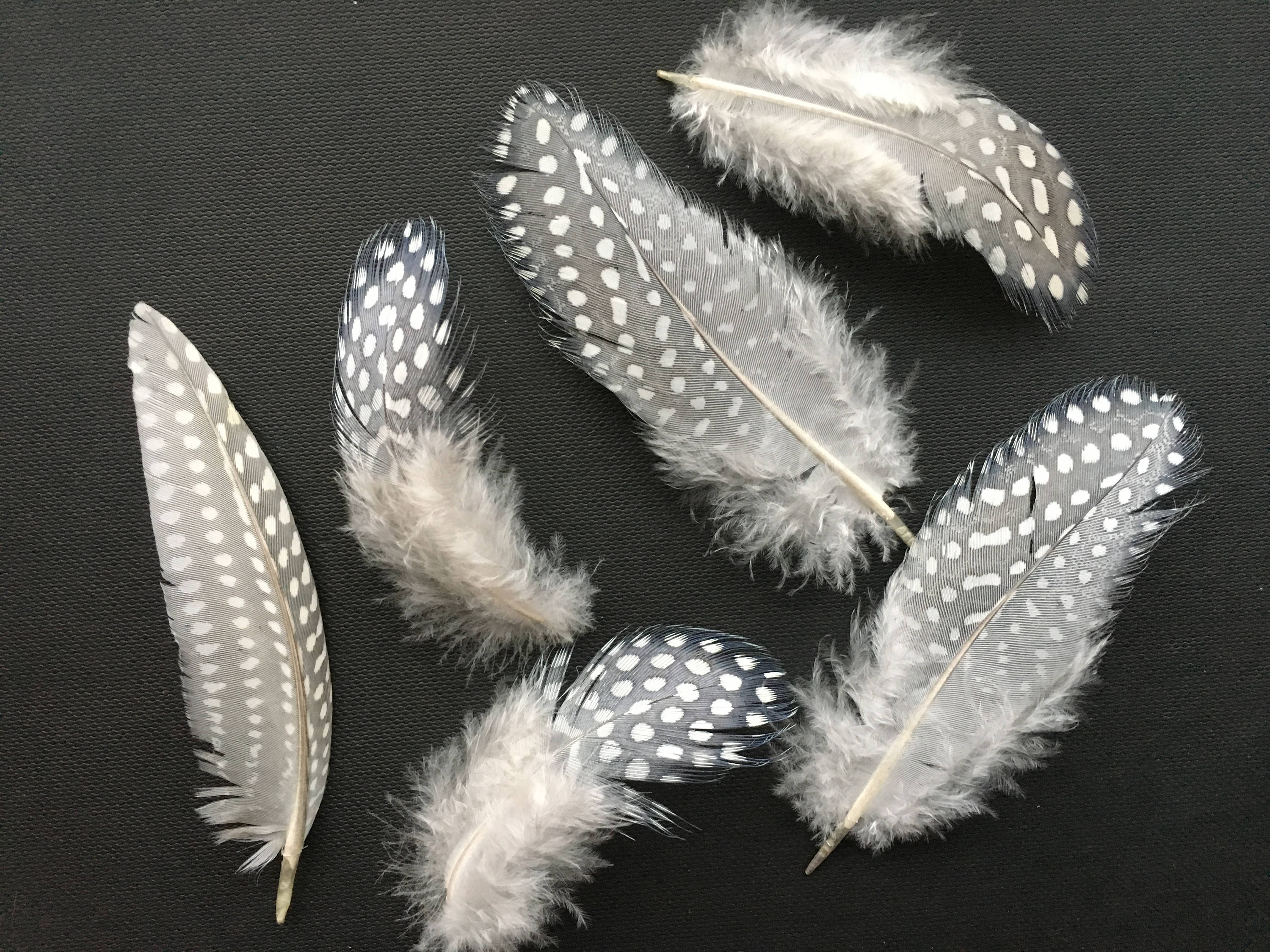 25 Pcs Guinea Fowl Feathers Natural Feathers Light Guinea Fowl Real ...