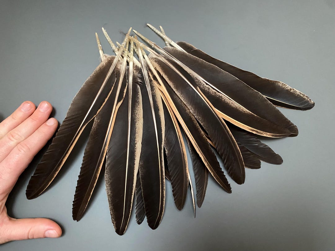 16 Pcs Wing Rooster Feathers Striped Feathers Natural Feathers Hat ...