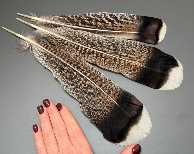 3 Pcs Turkey Tail Feathers Striped Feathers Natural Feathers Loose ...