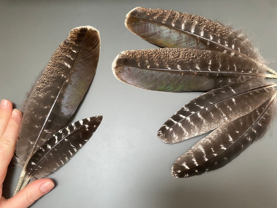 6 Pcs Turkey Feathers Natural Feathes Brown Feathers Bronze Feathers ...