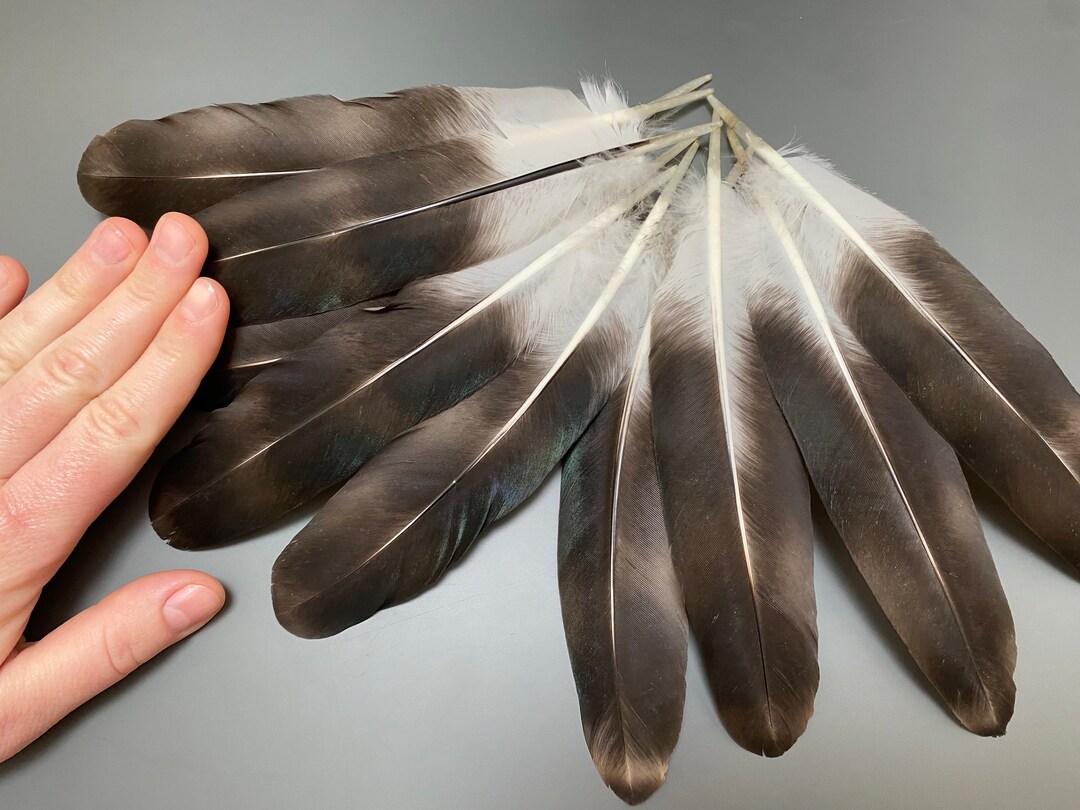 10 Pcs Rooster Feathers Natural Feathers Jewelry Feathers Earring ...