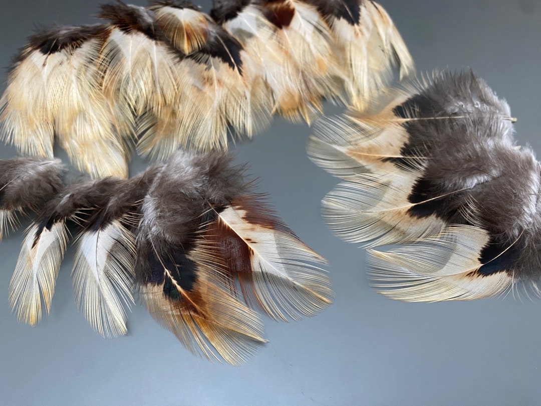60 Pcs Rooster Feathers Losoe Feathers Feathers for Crafts Amaizing ...