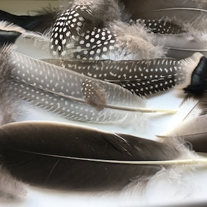 80 Pcs Assorted Feathers Natural Feathers Real Bird Feathers Feathers ...