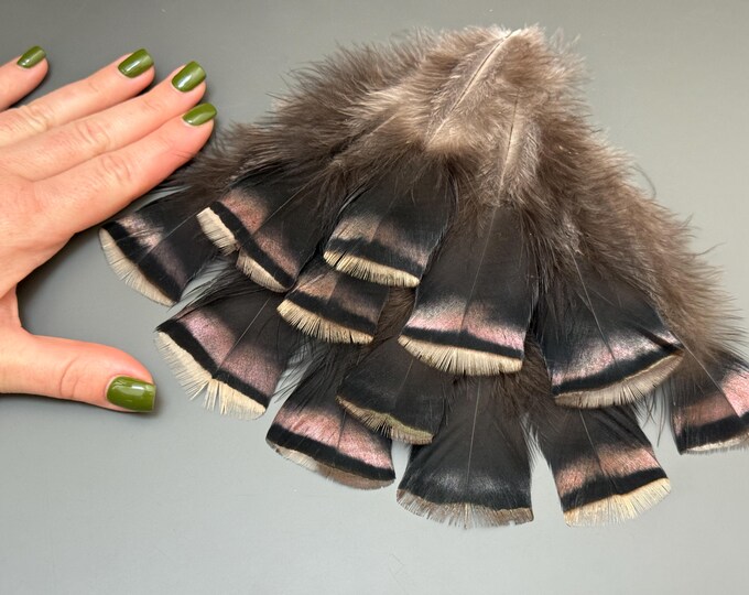 12 Pcs Turkey Feathers Bronze Feathers Black Feathers Natural Feathers ...