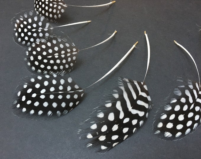 Guinea Feathers 40 Small Guinea Fowl FEATHERS Mix Polka Dot Feathers ...