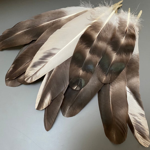 Rooster Wing Feathers - Etsy