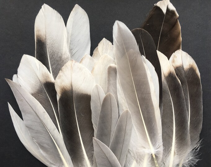 28 Pcs Rare Duck Feathers Set Feathers Assortment Assorted Feathers ...
