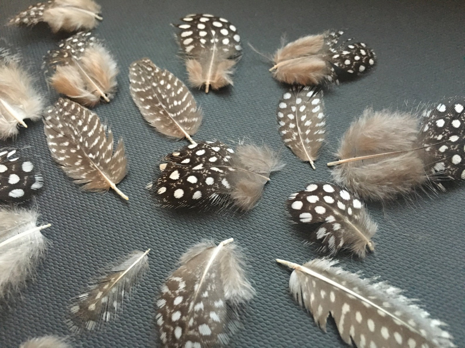 30 Extra Small NATURAL Guinea Fowl FEATHERS Mix Polka Dot Feathers ...