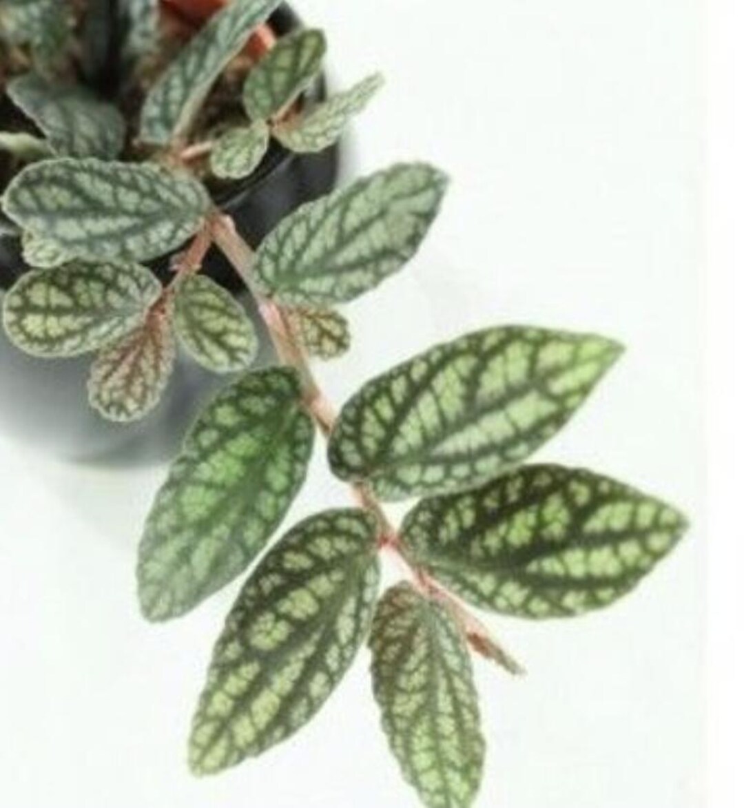 Pellonia (procris) 'trailing Begonia' - Cuttings and Plants - Etsy