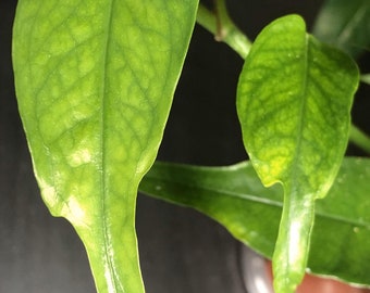 Skeleton Key Pothos Epipremnum Pinnatum Skeleton Key Tropical ...