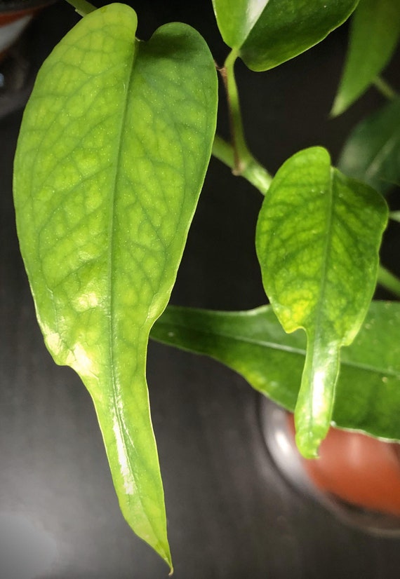 Skeleton Key Epipremnum Pinnatum Young Plant or Single Node | Etsy