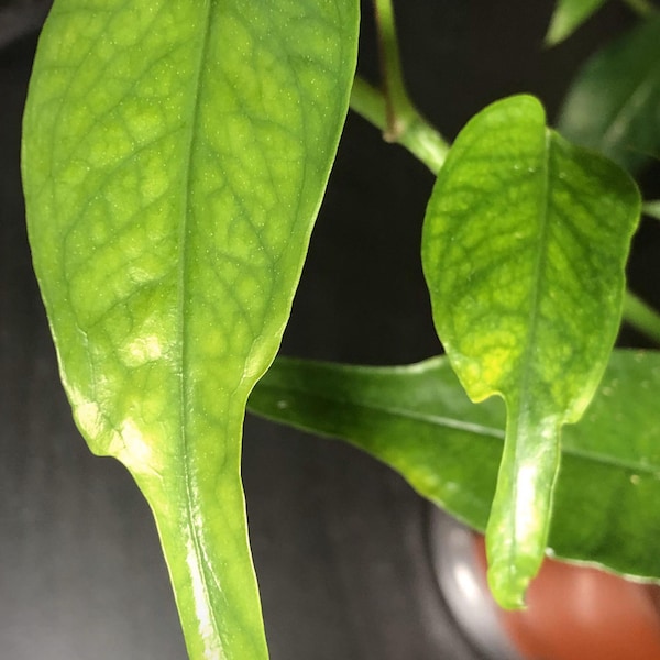 Skeleton Key Pothos Cutting - Etsy