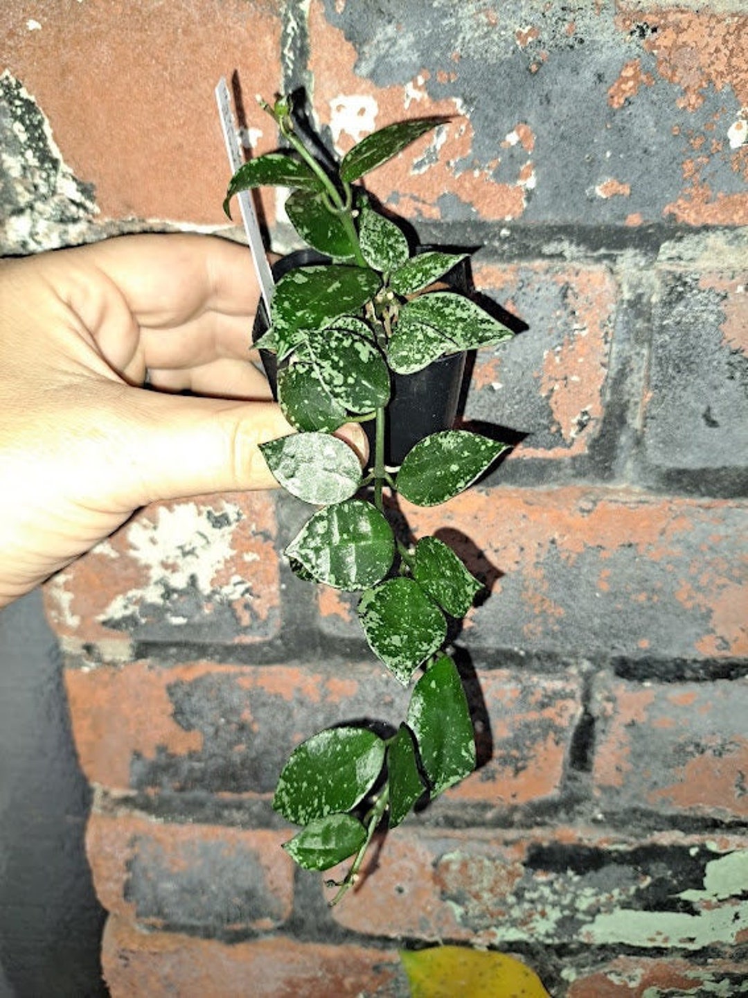 Hoya Krohniana Silver- Rooted Starter or Fresh Cutting - Etsy