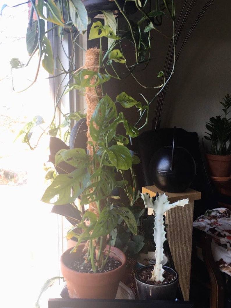 24 Plant Climbing Totem Pole 'moss Pole' - Etsy