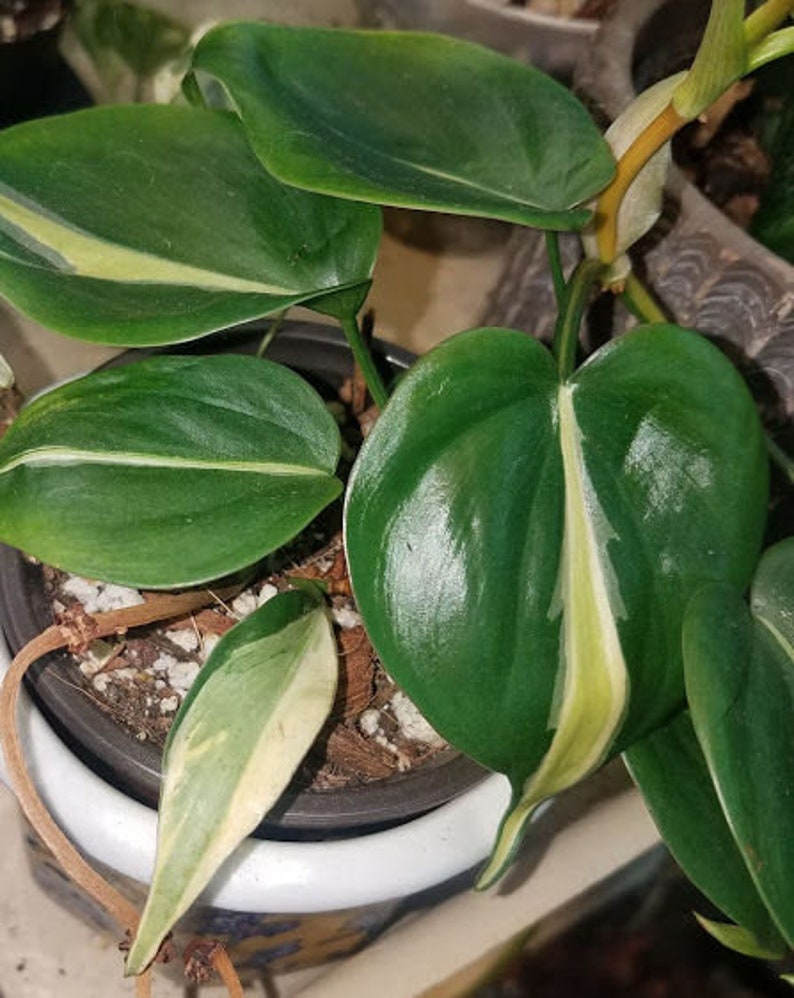 Philodendron Cuttings for Various Trailing Vining Species - Etsy
