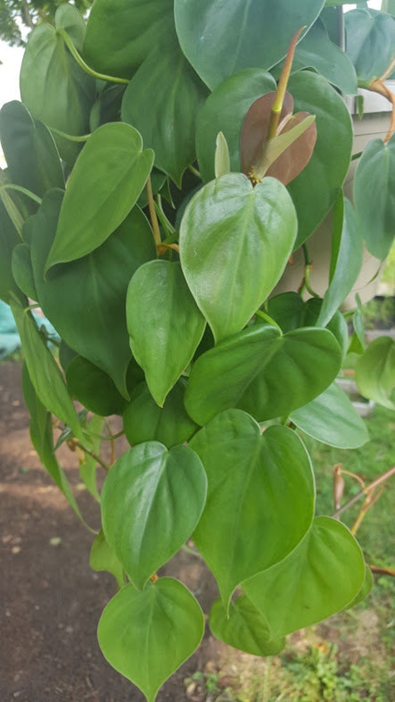 Philodendron Cuttings for Various Trailing Vining Species - Etsy