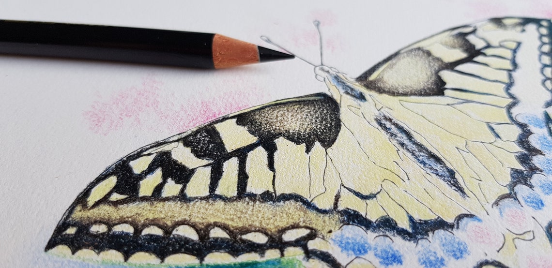 Template Swallowtail Butterfly Color Along for Colored Pencil - Etsy