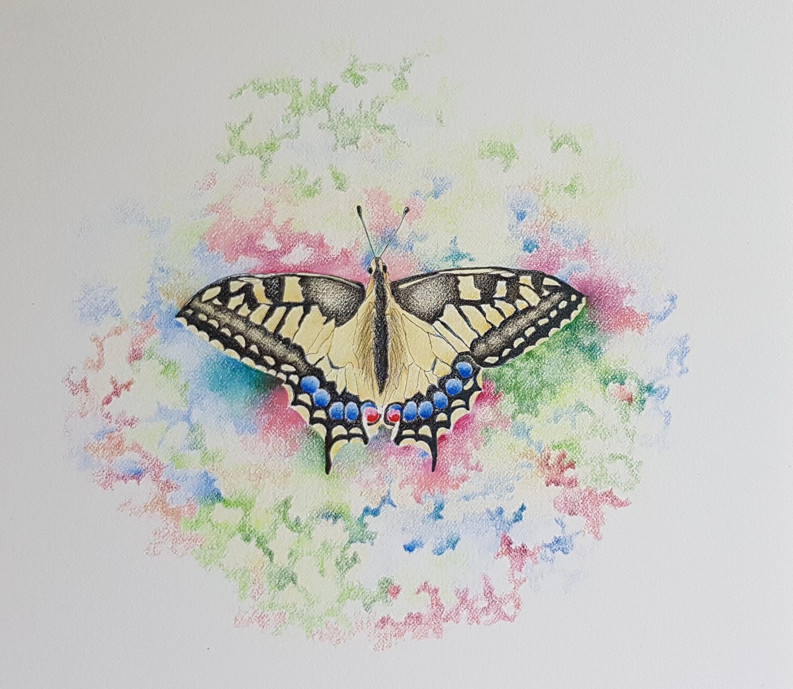 Template Swallowtail Butterfly Color Along for Colored Pencil - Etsy