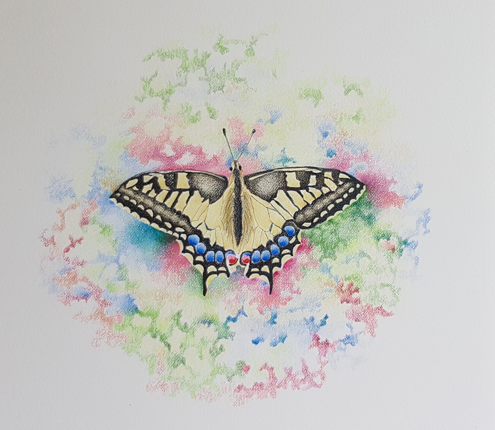 Template Swallowtail Butterfly Color Along for Colored Pencil - Etsy