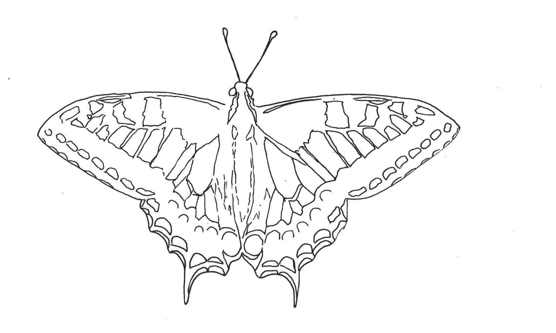 Template Swallowtail Butterfly Color Along for Colored Pencil - Etsy